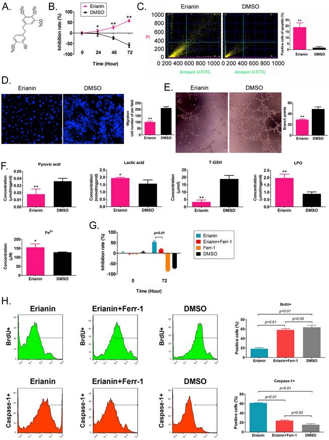 Erianin Induces Ferroptosis of Renal Cancer Stem Cells via Promoting ...
