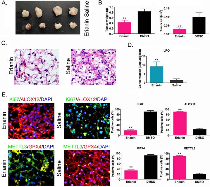 Erianin Induces Ferroptosis of Renal Cancer Stem Cells via Promoting ...