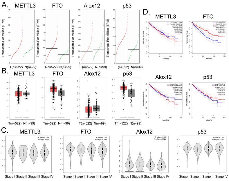 Erianin Induces Ferroptosis of Renal Cancer Stem Cells via Promoting ...