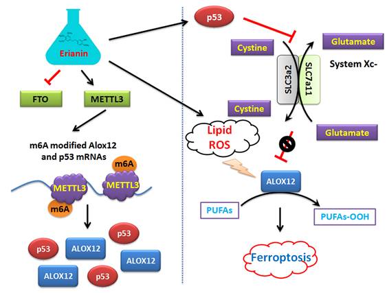 Erianin Induces Ferroptosis of Renal Cancer Stem Cells via Promoting ...