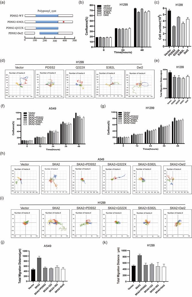 SKA2-mediated transcriptional downregulation of the key enzyme of CoQ10 ...