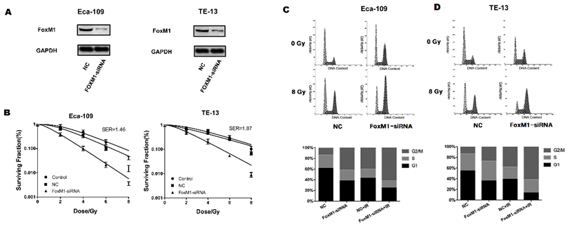 FoxM1 knockdown enhanced radiosensitivity of esophageal cancer by ...