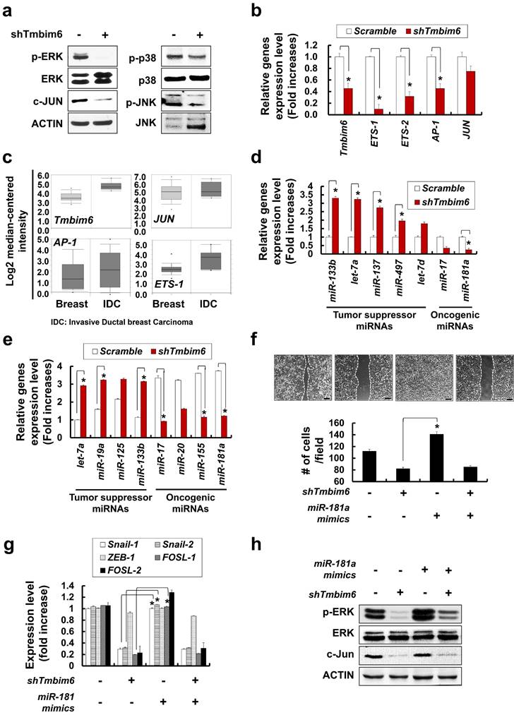 TMBIM6-mediated miR-181a expression regulates breast cancer cell ...