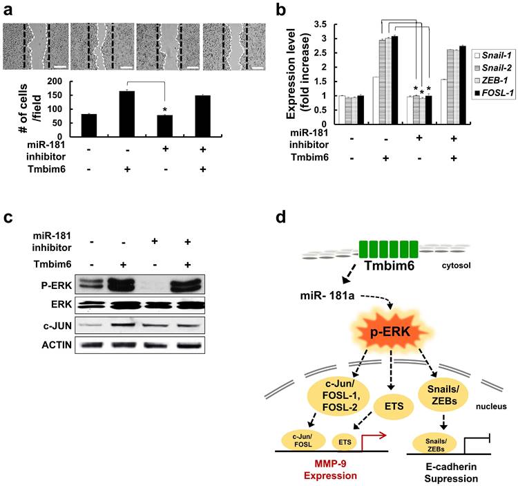 TMBIM6-mediated miR-181a expression regulates breast cancer cell ...