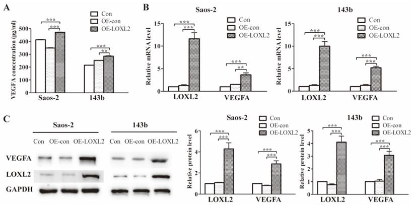 Dihydroartemisinin Potentiates VEGFR-TKIs Antitumorigenic Effect on ...