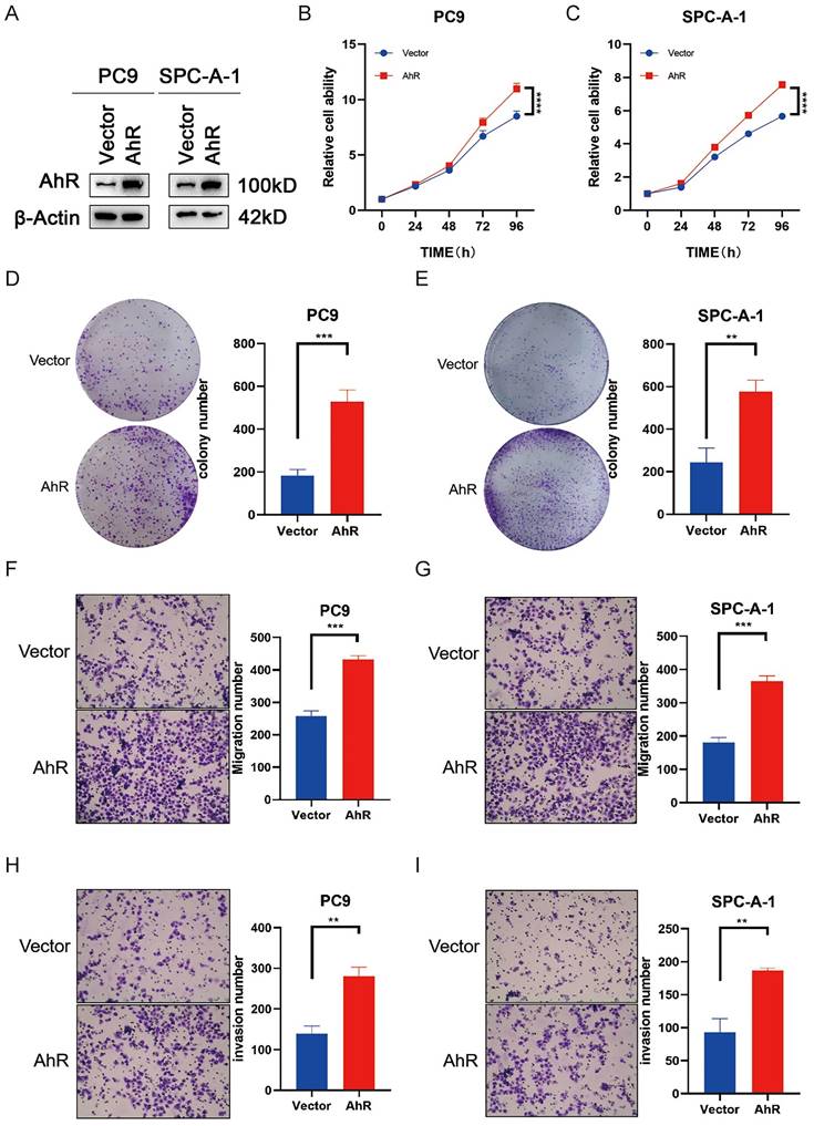 AhR Promotes the Development of Non-small cell lung cancer by Inducing ...