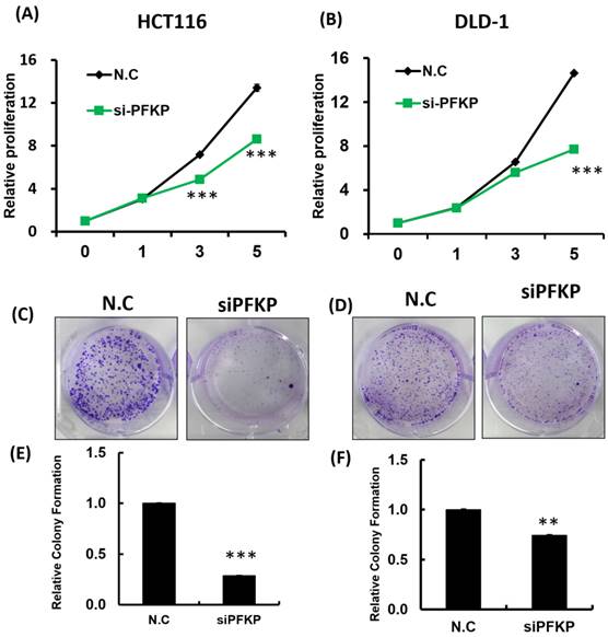 Phosphofructokinase Platelet Overexpression Accelerated Colorectal ...