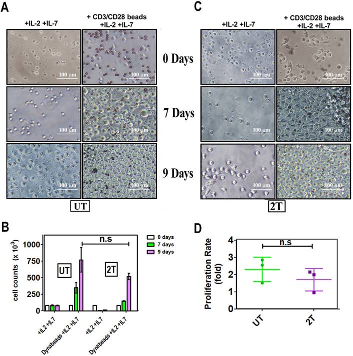 In Vitro Effects of Low-energy Ultrasound Treatment on Healthy CD3/CD8 ...