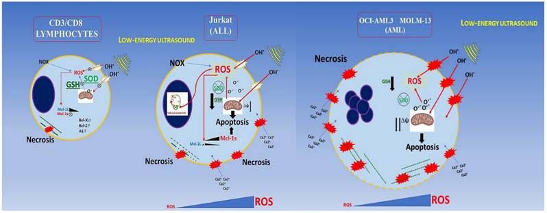 In Vitro Effects of Low-energy Ultrasound Treatment on Healthy CD3/CD8 ...