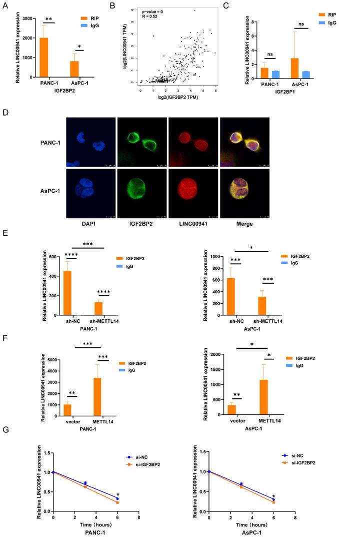 METTL14 Facilitates the Metastasis of Pancreatic Carcinoma by ...