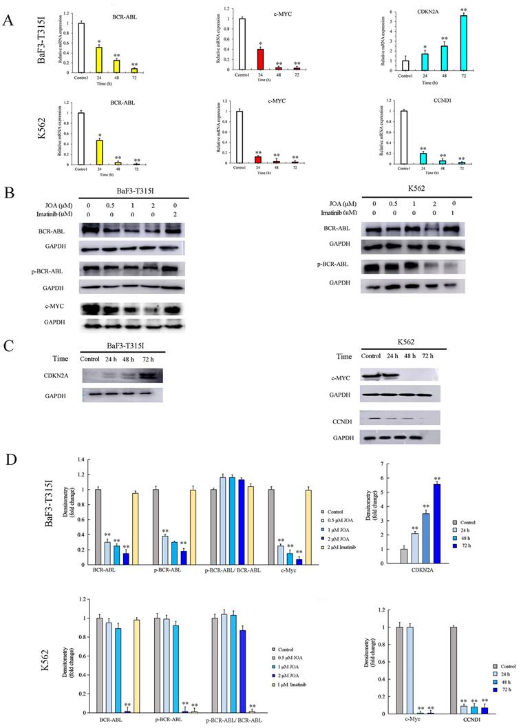 Differentiation of imatinib -resistant chronic myeloid leukemia cells ...