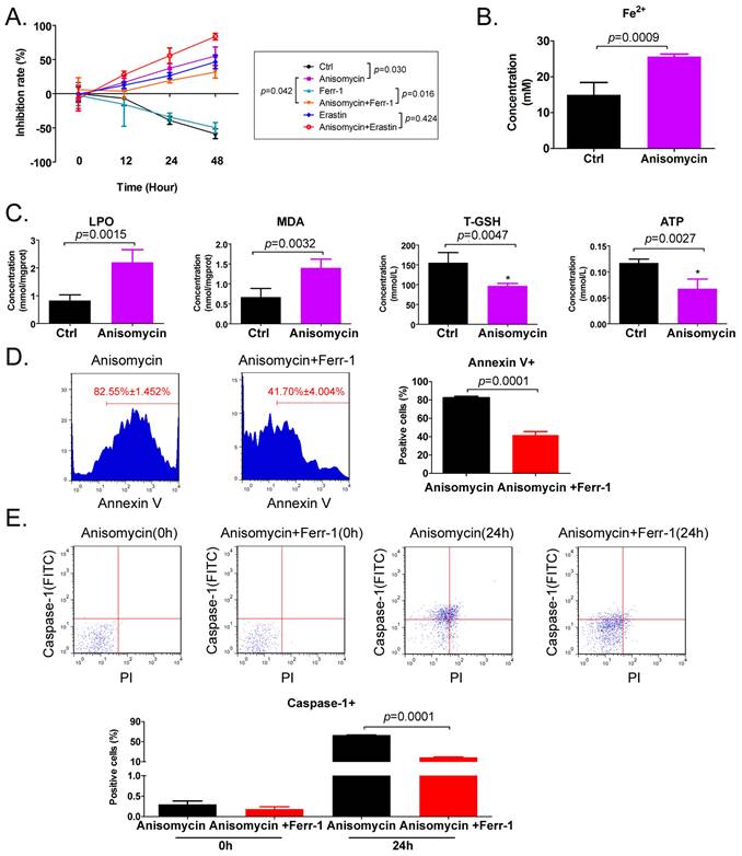 Anisomycin has the potential to induce human ovarian cancer stem cell ...