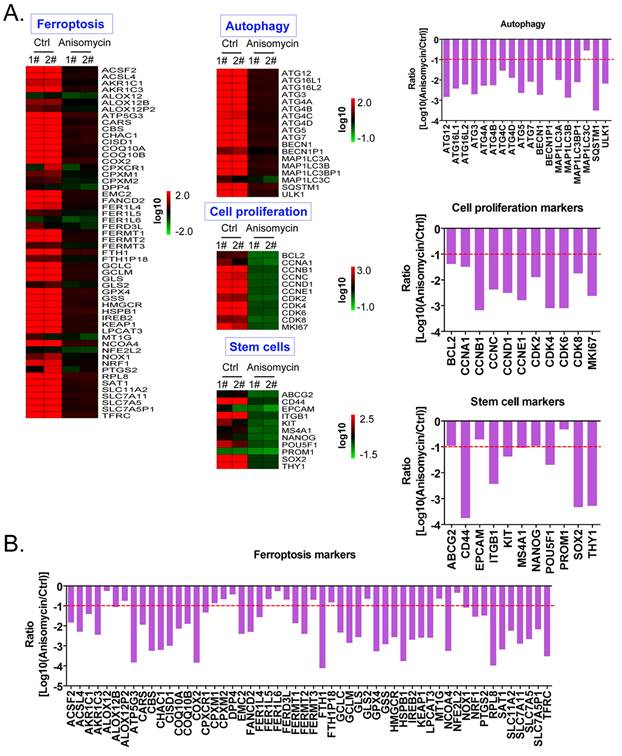 Anisomycin has the potential to induce human ovarian cancer stem cell ...