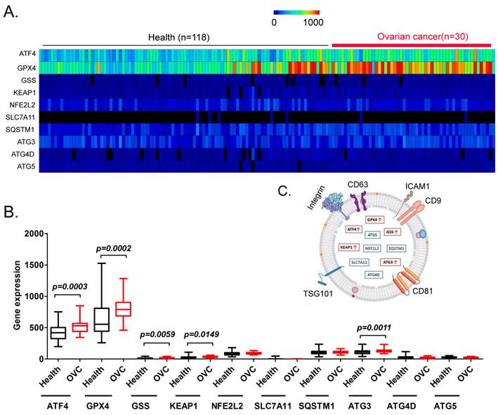 Anisomycin has the potential to induce human ovarian cancer stem cell ...