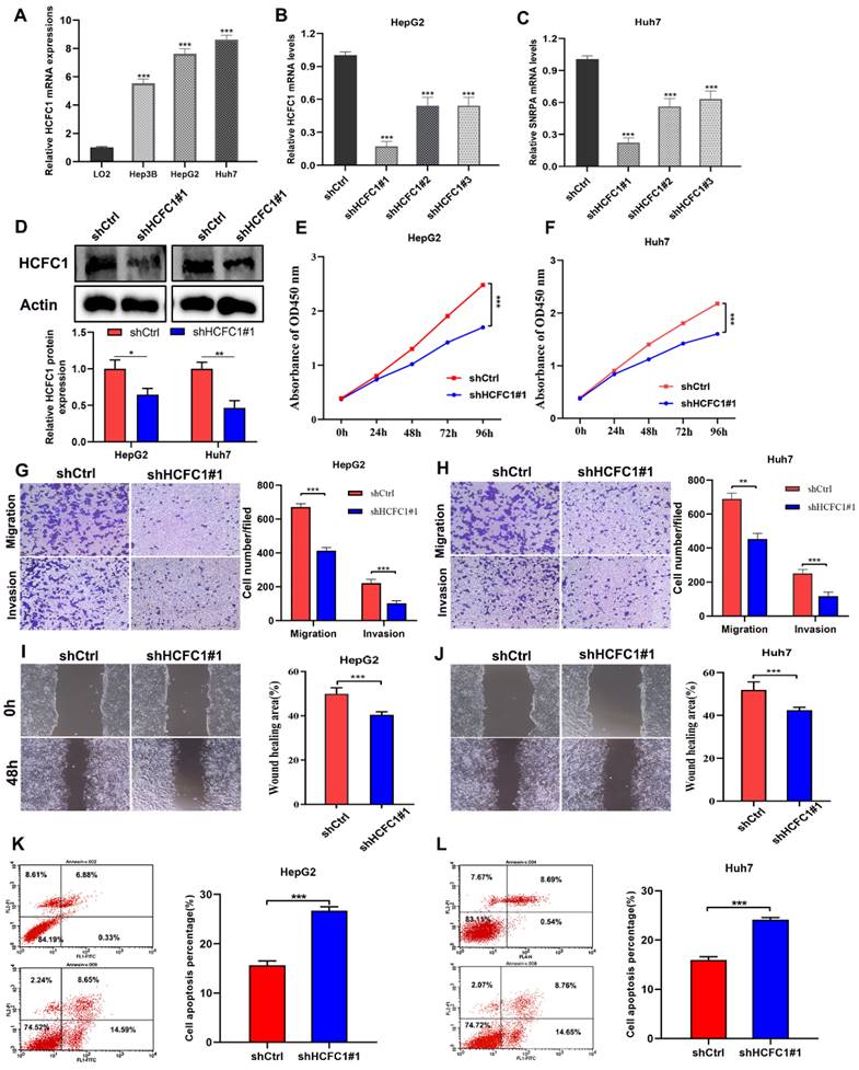 Upregulation of HCFC1 expression promoted hepatocellular carcinoma ...
