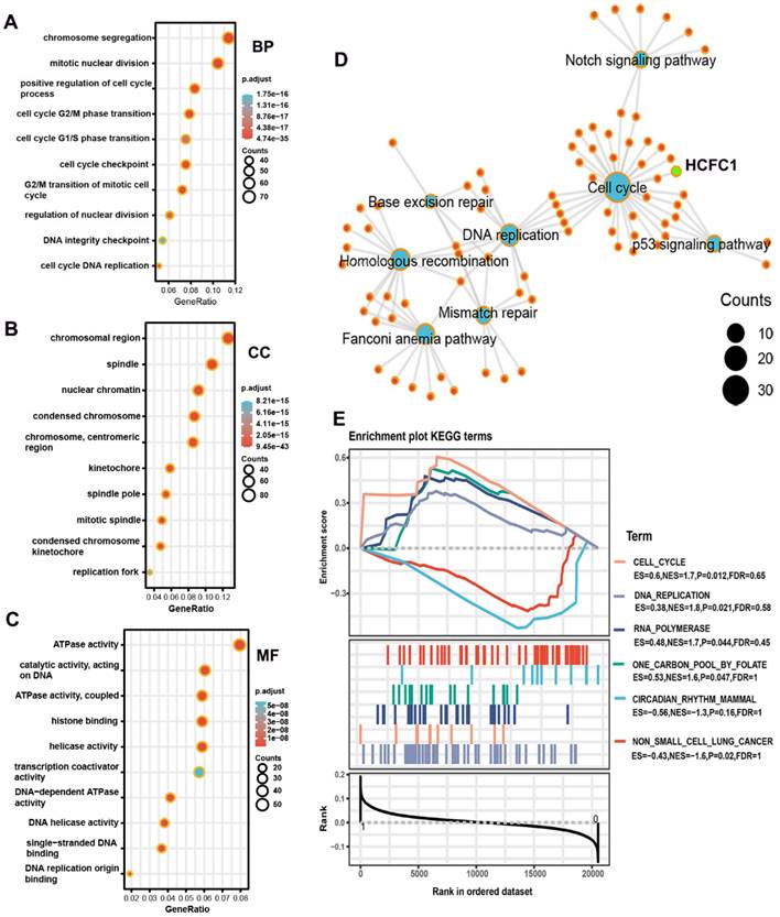 Upregulation of HCFC1 expression promoted hepatocellular carcinoma ...