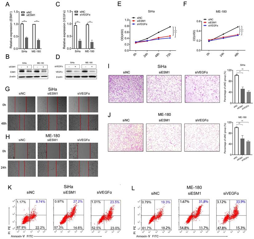 Targeting ESM1/ VEGFα signaling axis: a promising therapeutic avenue ...