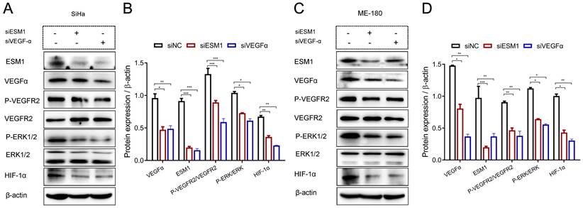 Targeting ESM1/ VEGFα signaling axis: a promising therapeutic avenue ...