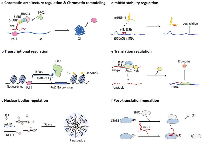 Exosomal Long Noncoding RNAs in NSCLC: Dysfunctions and Clinical Potential