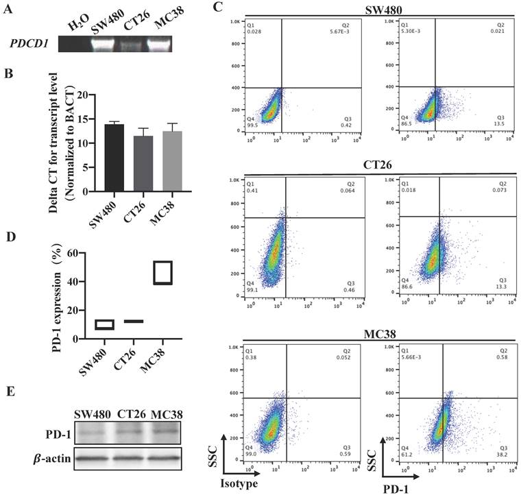 C. tropicalis promotes CRC by down-regulating tumor cell-intrinsic PD-1 ...