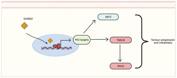 Protein expression of S100A2 reveals it association with patient ...