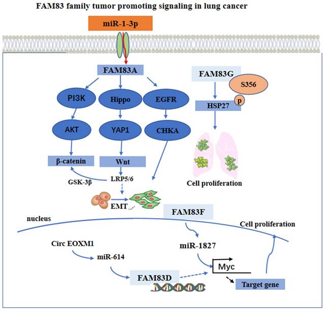 Involvement of FAM83 Family Proteins in the Development of Solid Tumors ...