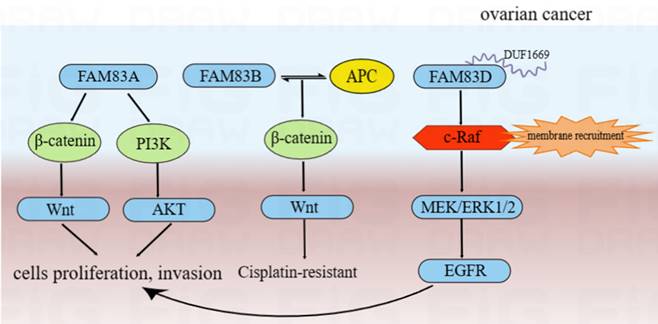 Involvement of FAM83 Family Proteins in the Development of Solid Tumors ...