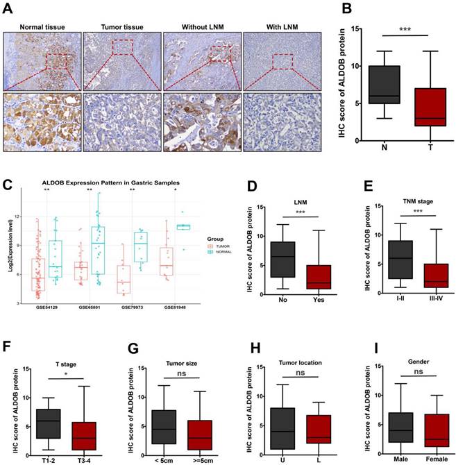 ALDOB plays a tumor-suppressive role by inhibiting AKT activation in ...