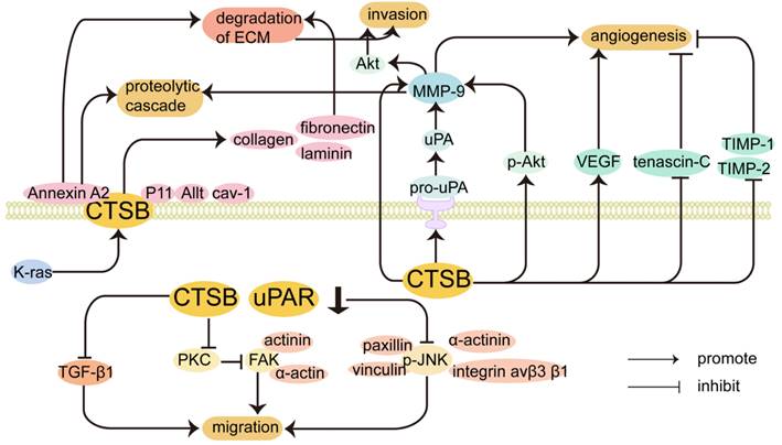 The Role of Cathepsin B in Pathophysiologies of Non-tumor and Tumor ...