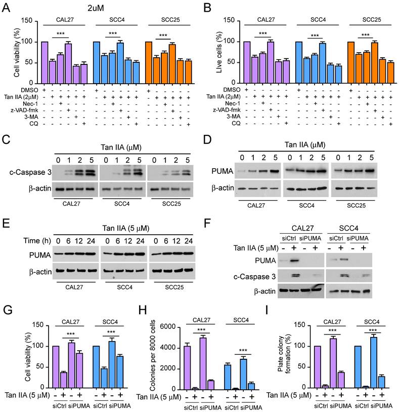 Tanshinone IIA inhibits cell viability and promotes PUMA-mediated ...