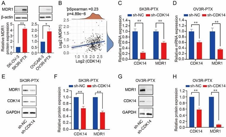 Cyclin dependent kinase 14 as a paclitaxel-resistant marker regulated by the TGF-β signaling ...