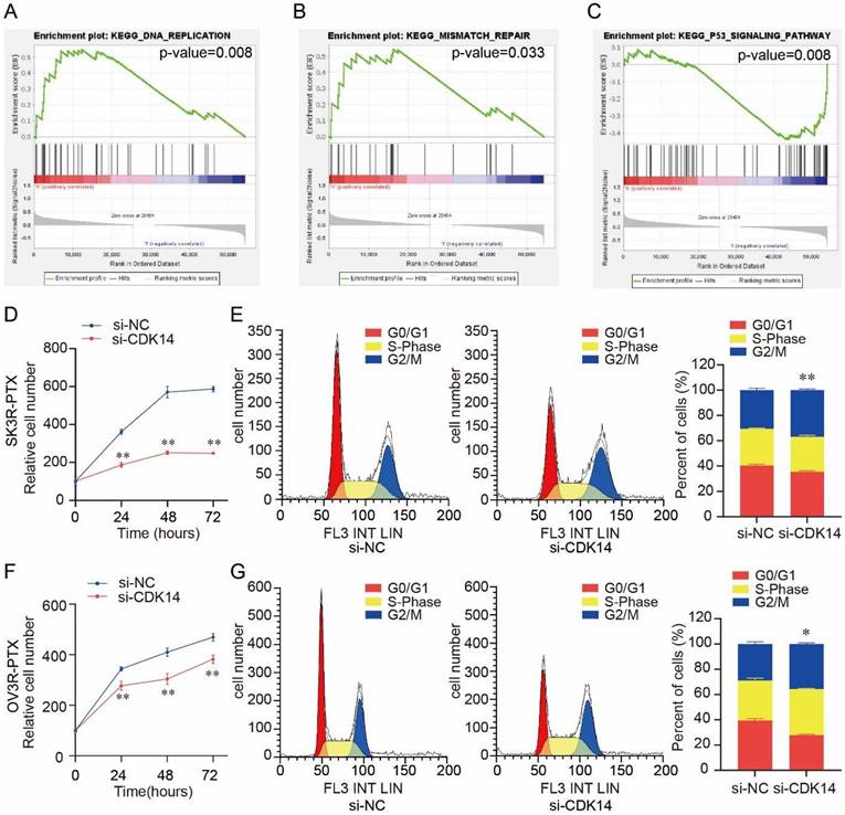 Cyclin dependent kinase 14 as a paclitaxel-resistant marker regulated ...