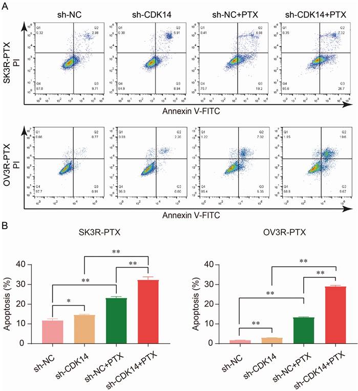 Cyclin dependent kinase 14 as a paclitaxel-resistant marker regulated by the TGF-β signaling ...