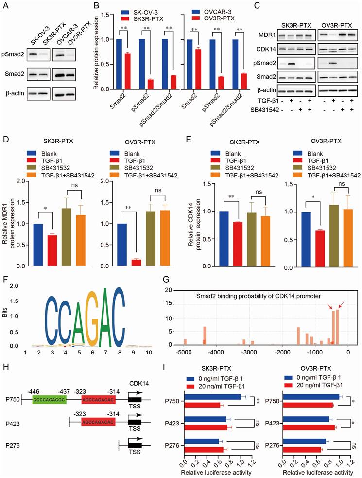 Cyclin dependent kinase 14 as a paclitaxel-resistant marker regulated by the TGF-β signaling ...