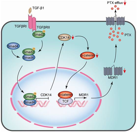 Cyclin dependent kinase 14 as a paclitaxel-resistant marker regulated ...