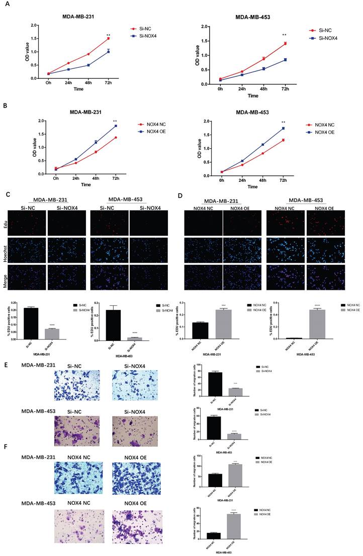 NOX4-derived ROS Regulates Aerobic Glycolysis of Breast Cancer through ...