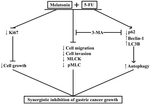 Melatonin Potentiates Sensitivity to 5-Fluorouracil in Gastric Cancer ...