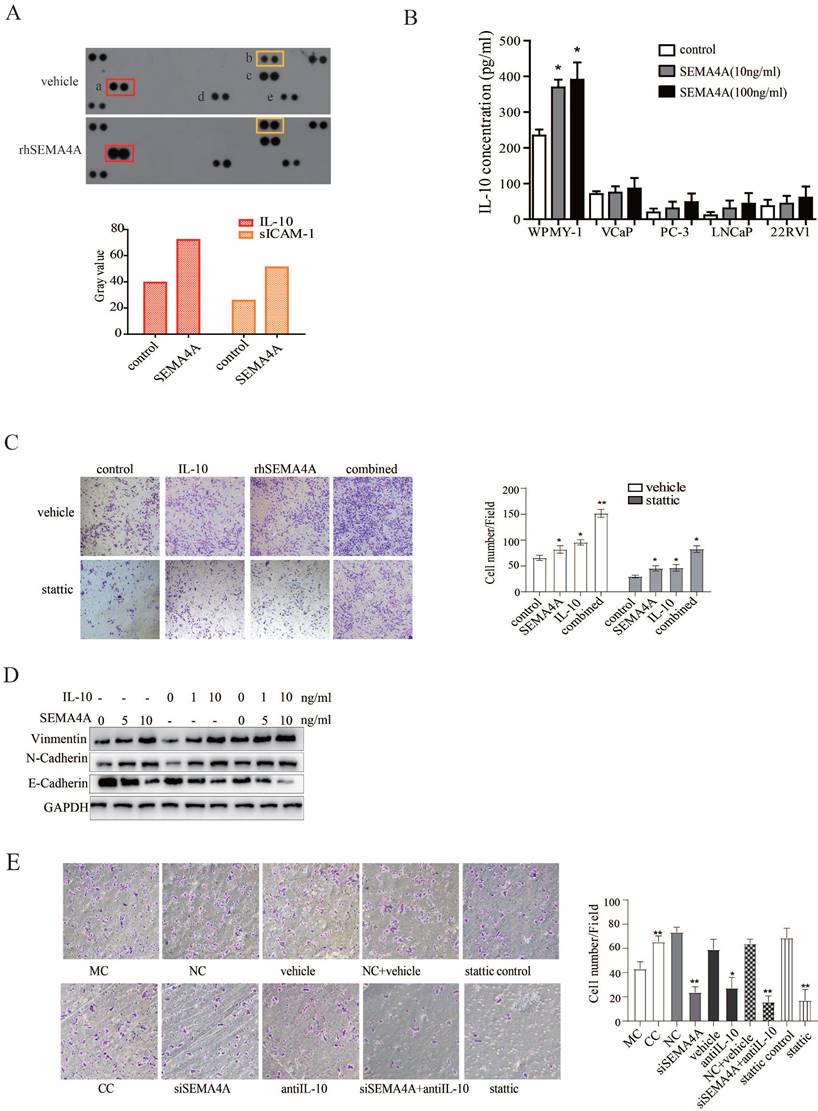 SEMA4A promotes prostate cancer invasion: involvement of tumor ...