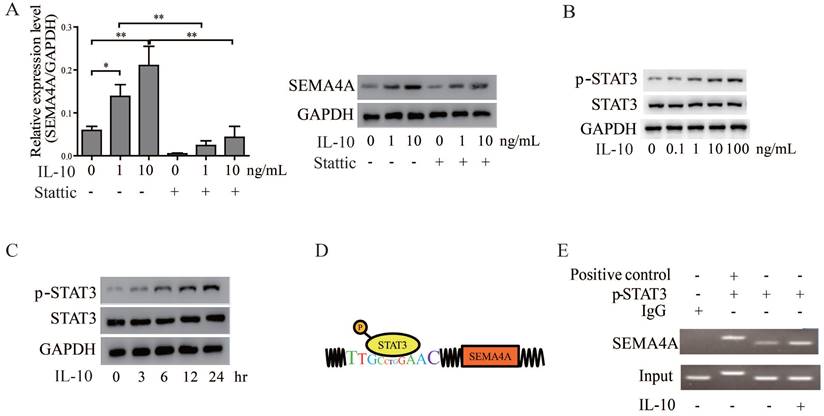 SEMA4A promotes prostate cancer invasion: involvement of tumor ...