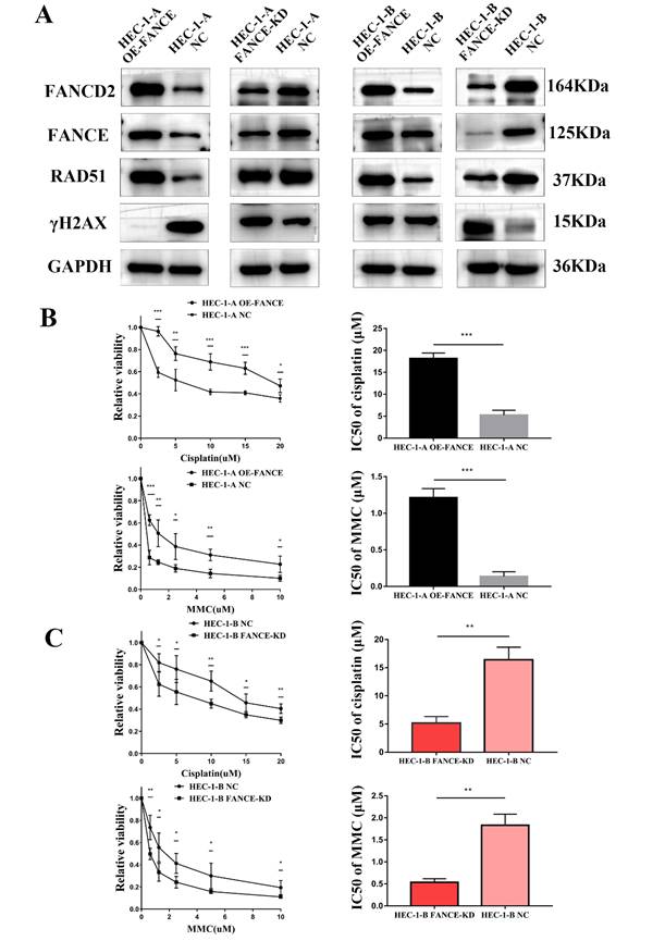 Reduced FANCE Confers Genomic Instability and Malignant Behavior by ...