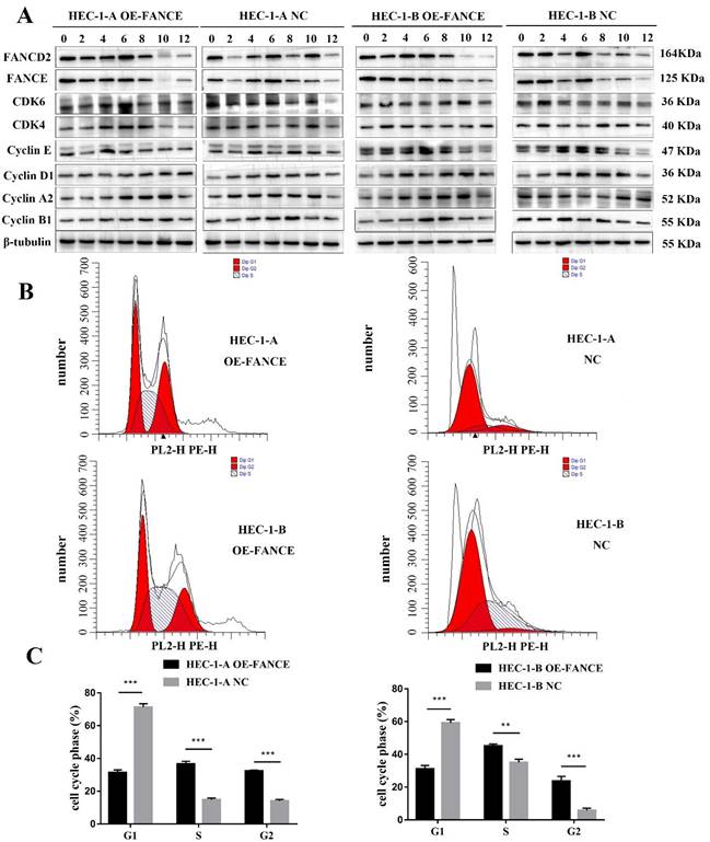 Reduced FANCE Confers Genomic Instability and Malignant Behavior by ...
