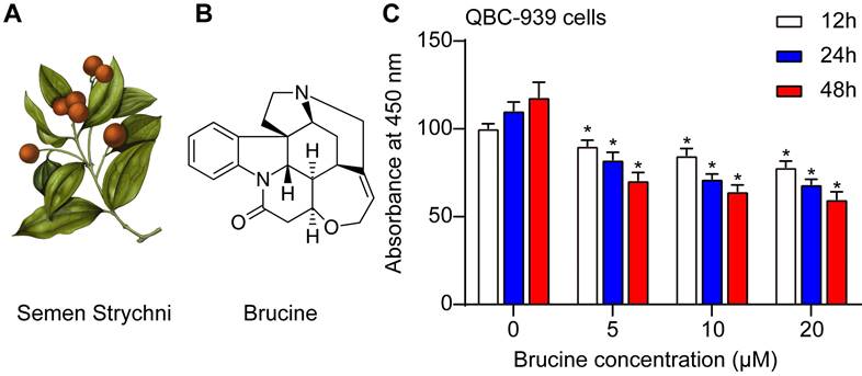 Brucine suppresses proliferation and promotes apoptosis of human ...