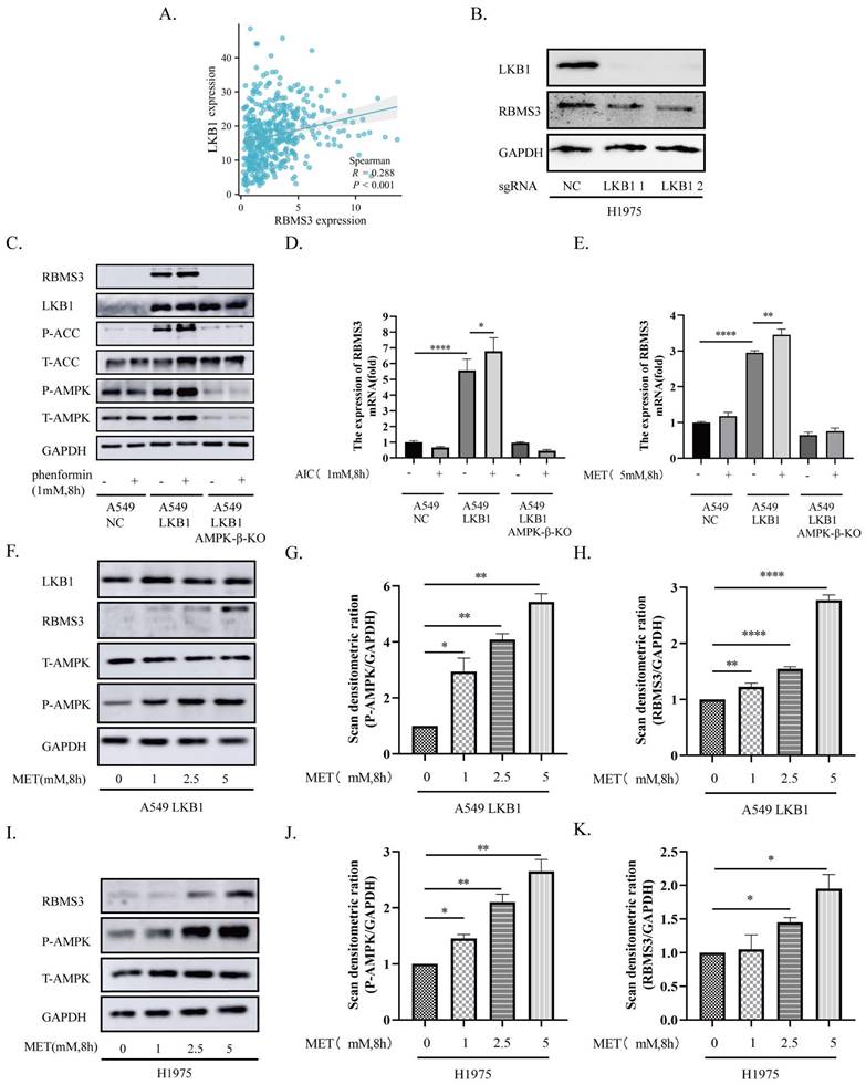 RBMS3, a downstream target of AMPK, Exerts Inhibitory Effects on ...