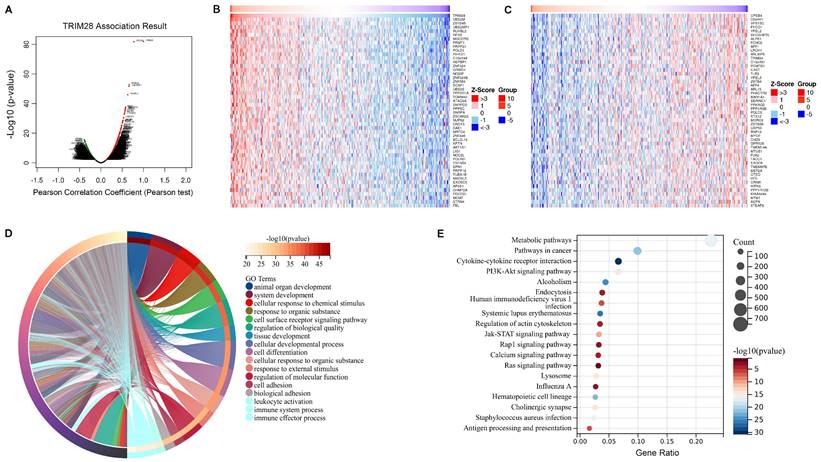 A systematic pan-cancer analysis identifies TRIM28 as an immunological ...