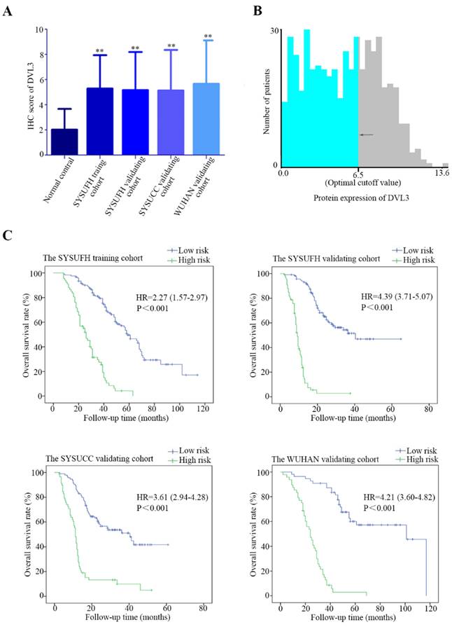 Dishevelled Segment Polarity Protein 3: A Novel Prognosis-related ...