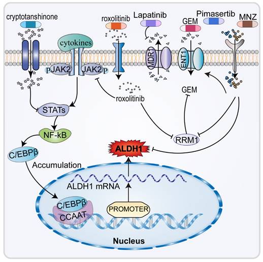 Mechanisms underlying the changes in acetaldehyde dehydrogenase 1 in ...