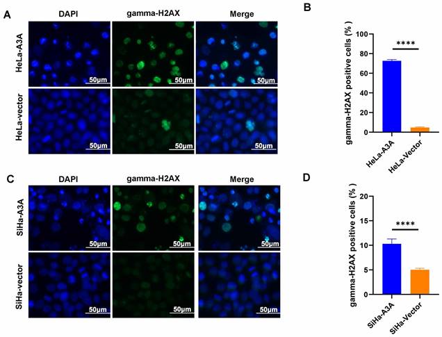 APOBEC3A suppresses cervical cancer via apoptosis