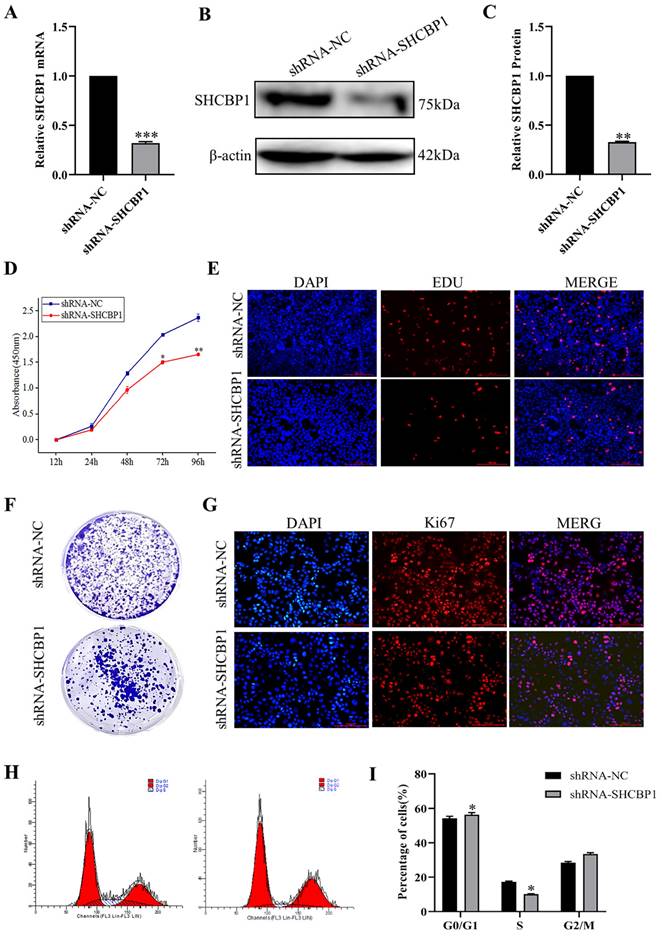 SHCBP1 Promotes the Proliferation of Breast Cancer Cells by Inhibiting ...