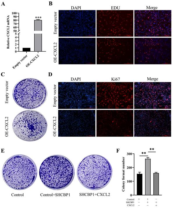 SHCBP1 Promotes the Proliferation of Breast Cancer Cells by Inhibiting ...