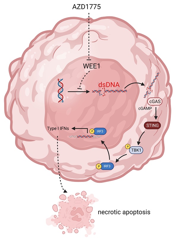 WEE1 Inhibitors Mediate Antitumor Effects on Endometrial Cancer through ...